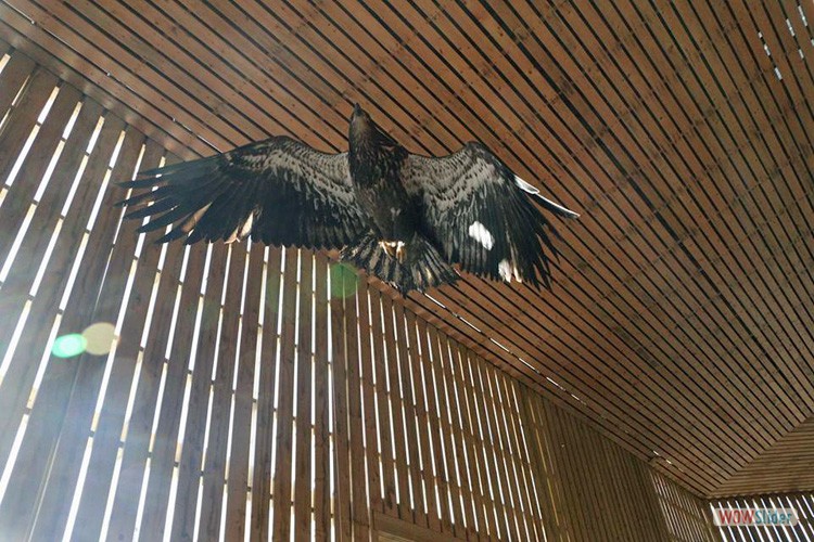 Bigfoot lends a big hand to Nova Scotia raptors & others