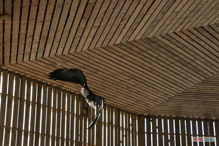 Bigfoot lends a big hand to Nova Scotia raptors & others