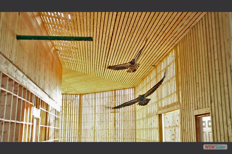 Bigfoot lends a big hand to Nova Scotia raptors & others