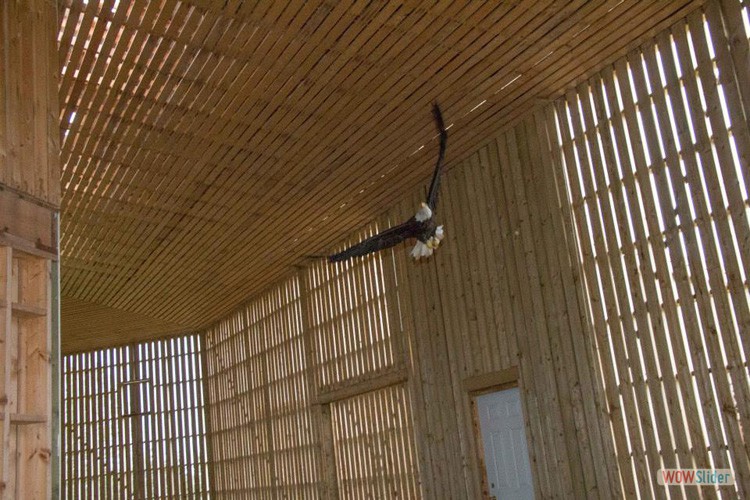 Bigfoot lends a big hand to Nova Scotia raptors & others